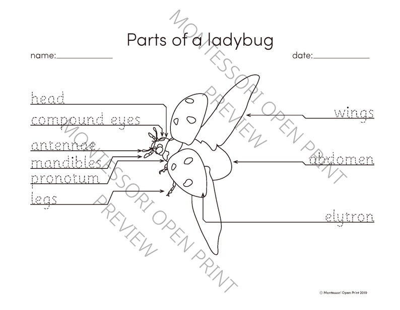 Montessori 3 Part Cards Parts of a Ladybug - Etsy
