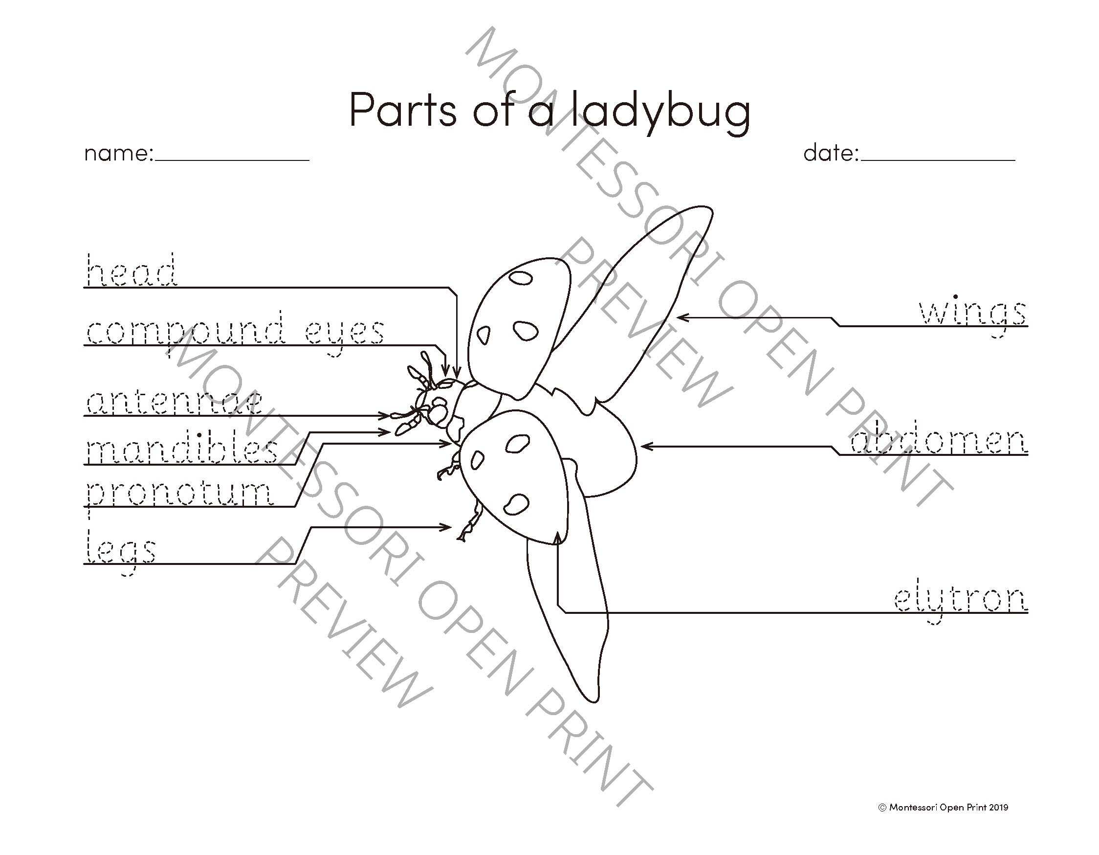 Montessori 3 Part Cards Parts of a Ladybug - Etsy