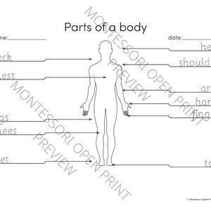 Montessori 3 Part Cards Parts of a Body - Etsy