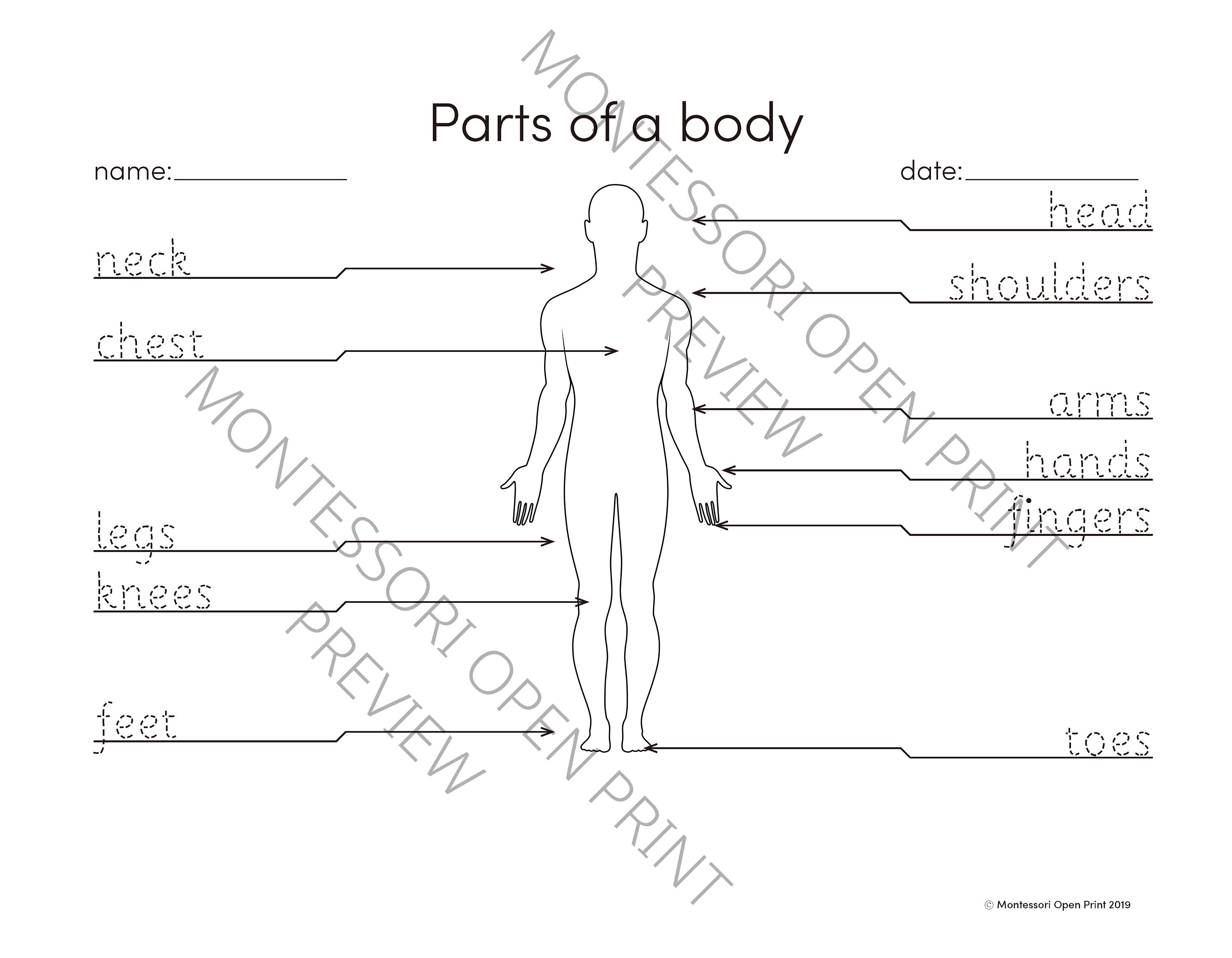 Montessori 3 Part Cards Parts of a Body - Etsy