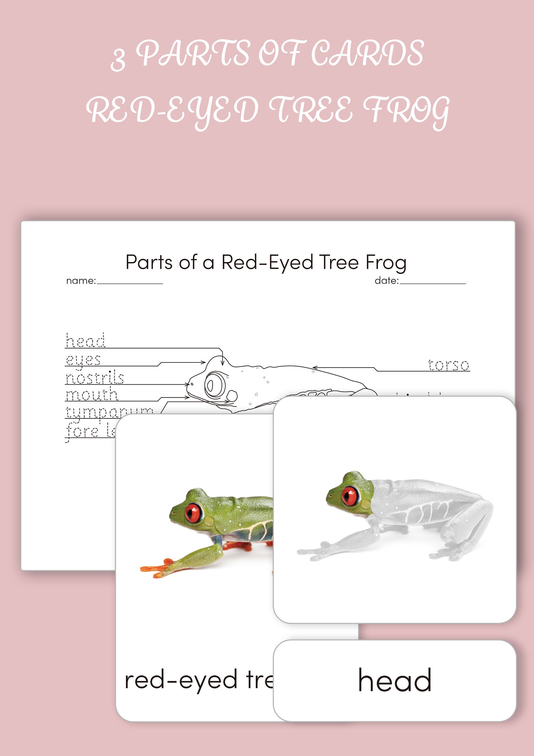 Montessori 3 Part Cards Parts of a Red-eyed Tree Frog - Etsy