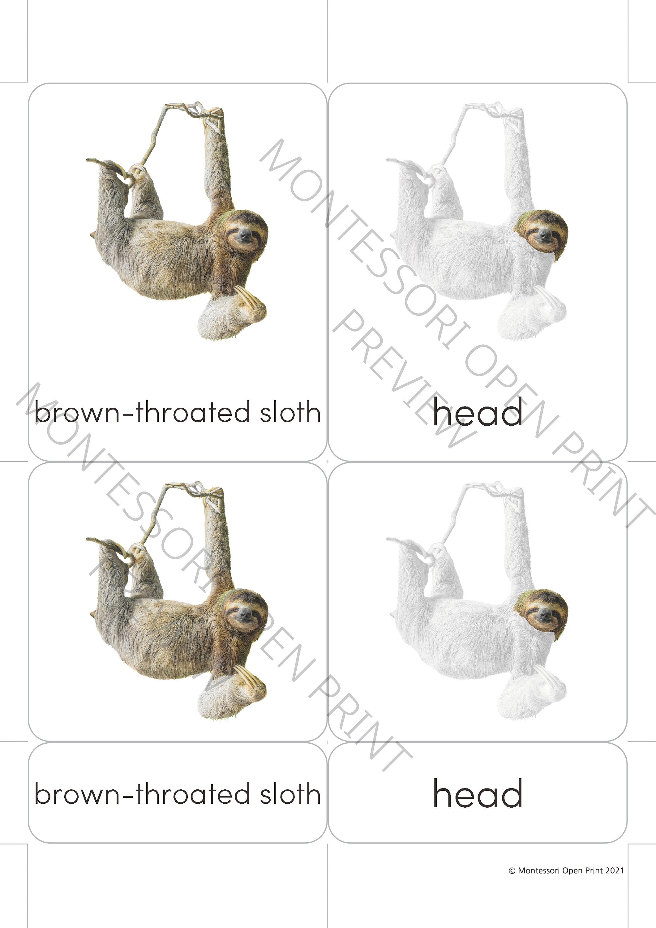 Montessori 3 Part Cards Parts of a Brown Throated Sloth - Etsy