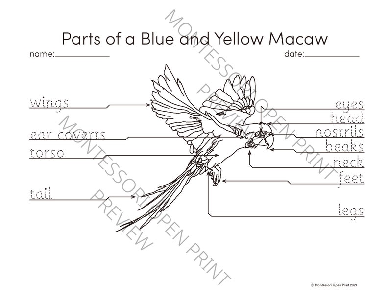 Montessori 3 Part Cards- Parts of a Blue and Yellow Macaw - Etsy
