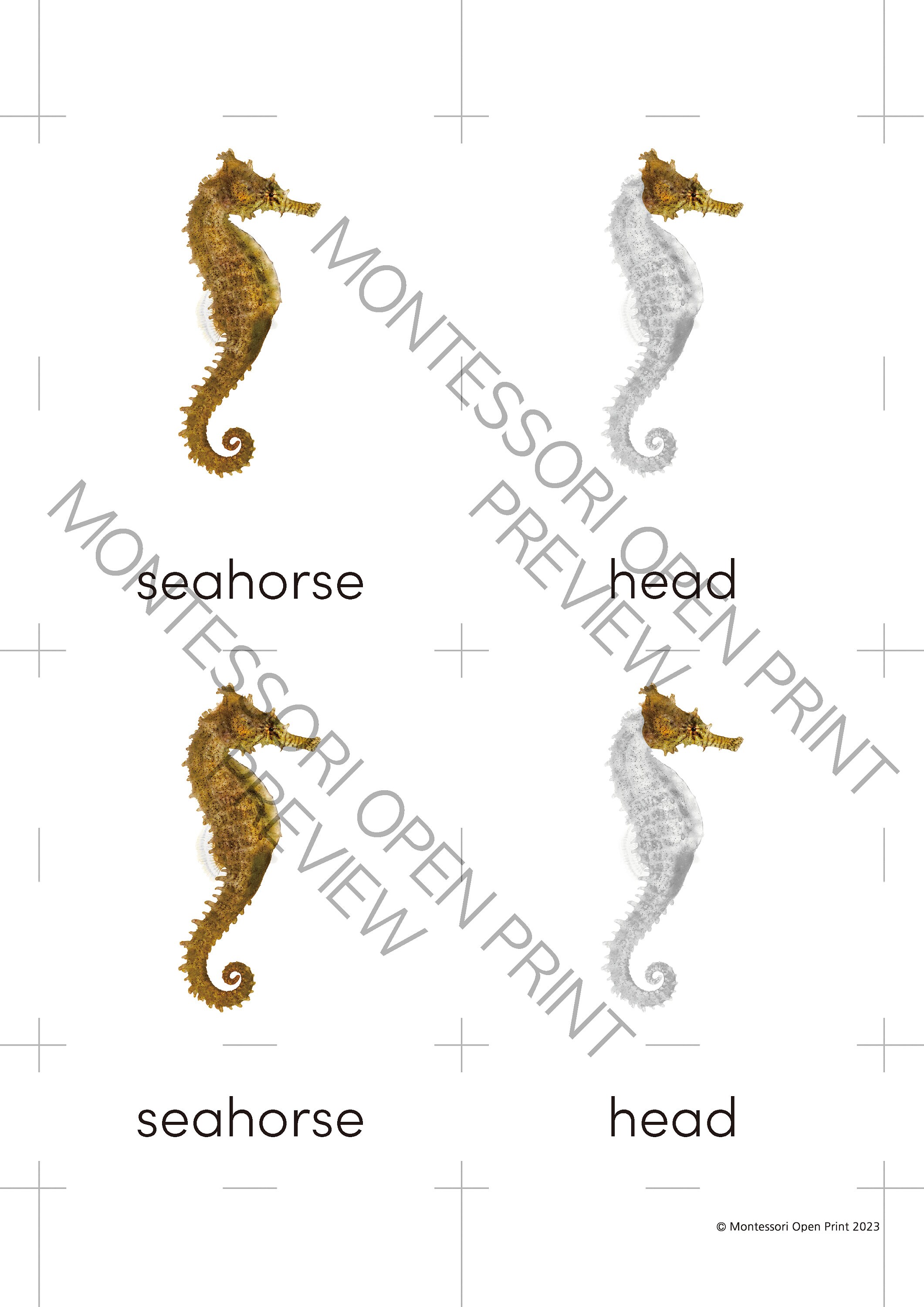 Montessori 3 Part Cards and Definitions Parts of a Seahorse - Etsy