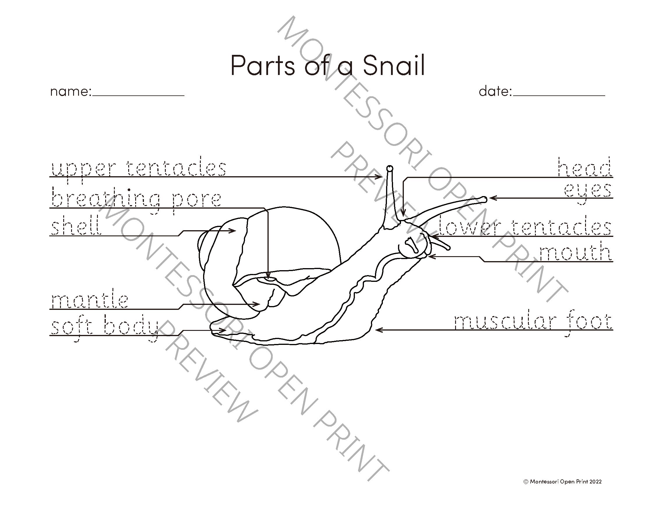 Montessori 3 Part Cards Parts of a Snail - Etsy Australia