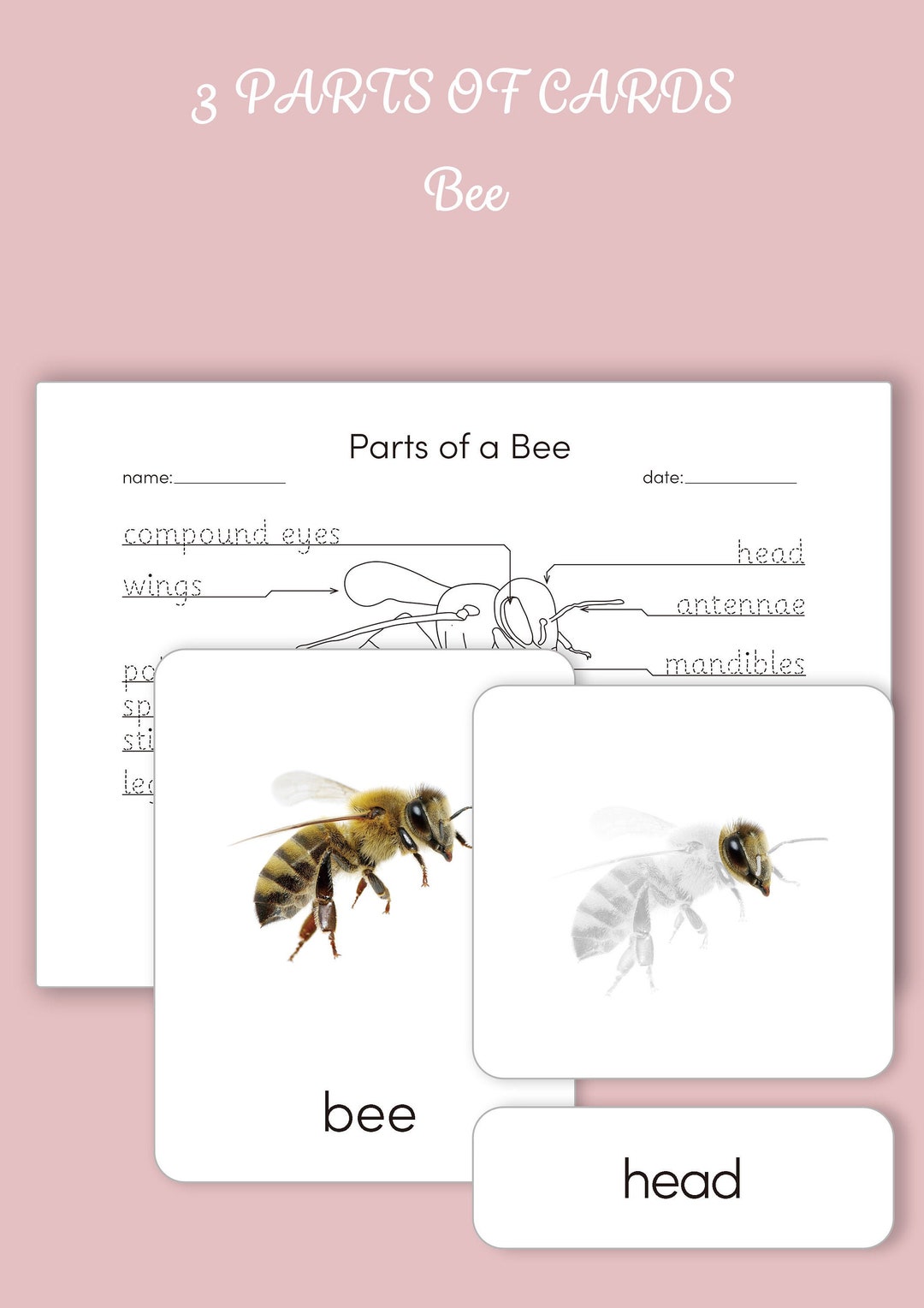Montessori 3 Part Cards Parts of a Bee - Etsy