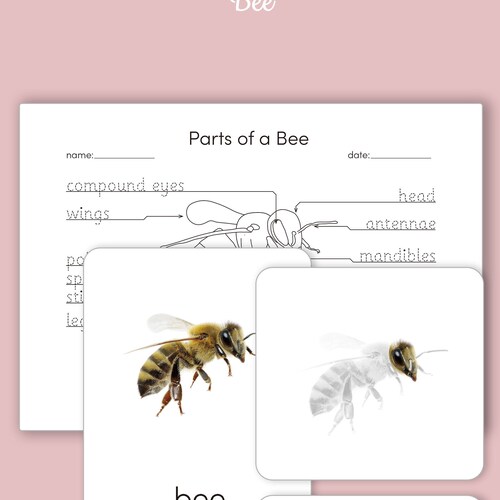 Montessori 3 Part Cards Parts of a Rabbit - Etsy