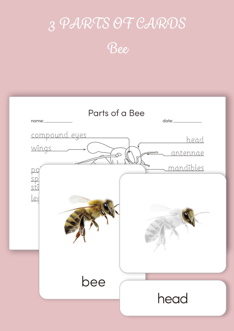 Montessori 3 Part Cards Parts of a Bee - Etsy