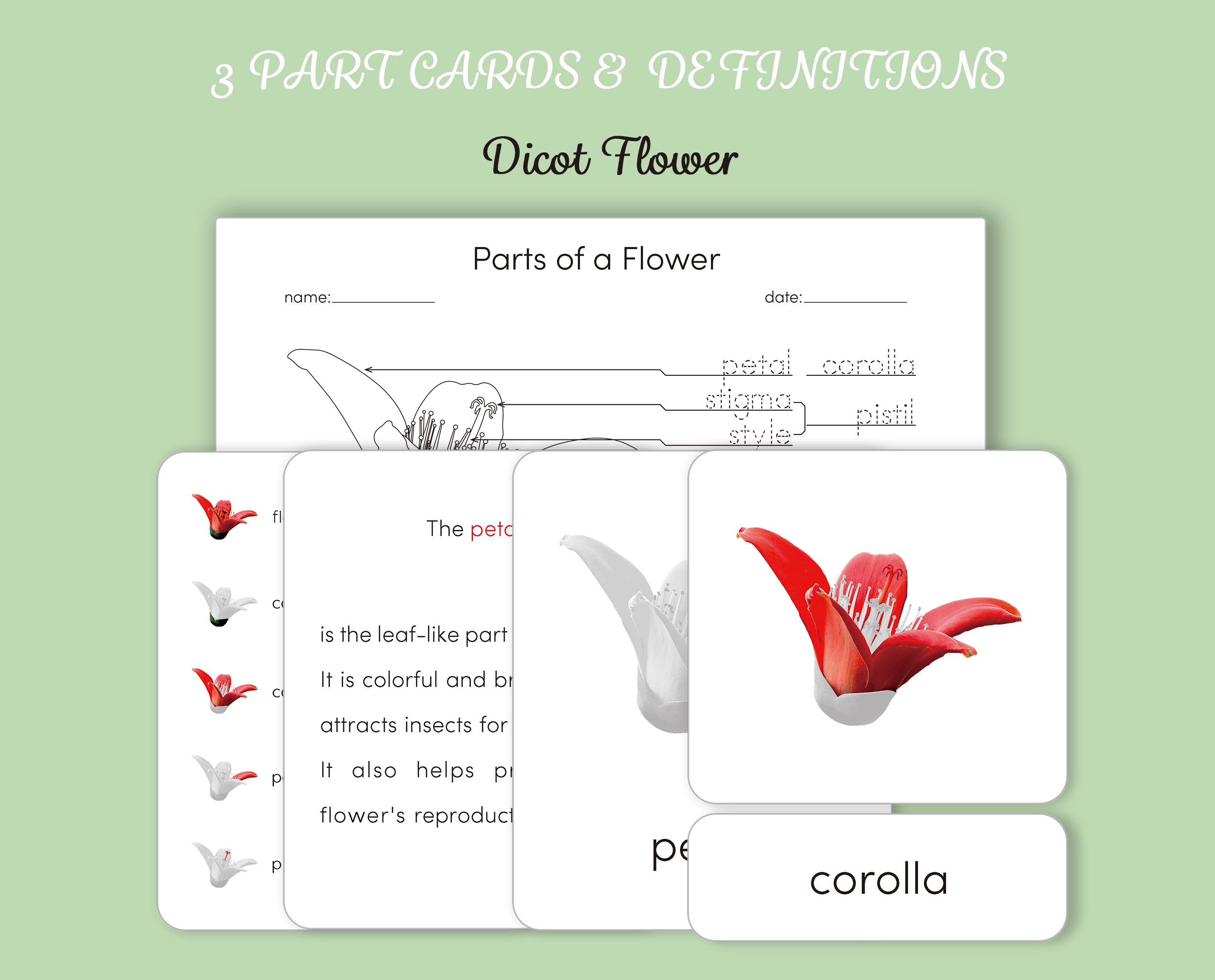 Montessori 3 Part Cards and Definitions Parts of the Dicot Flower - Etsy