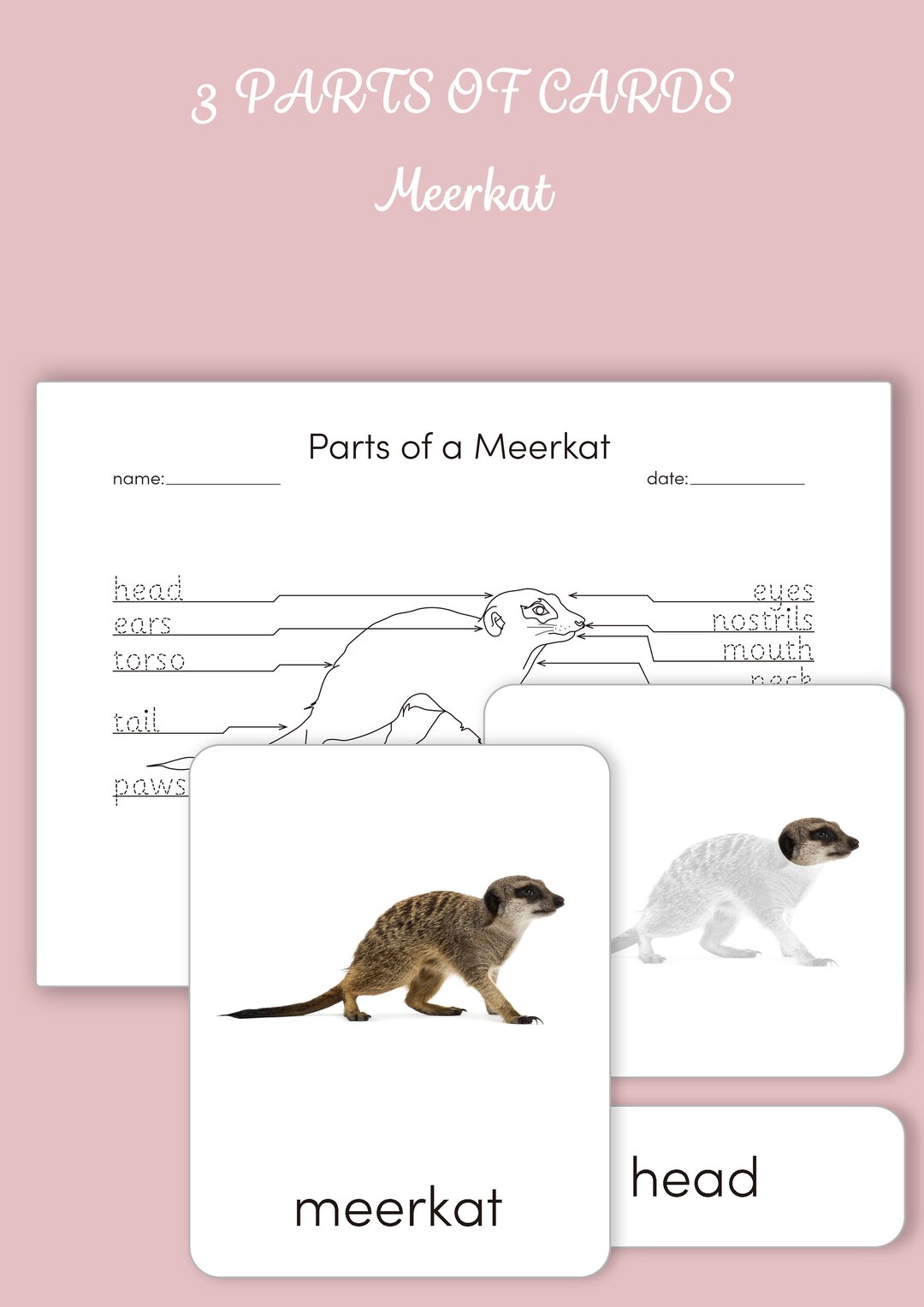 Montessori 3 Part Cards Parts of a Meerkat - Etsy