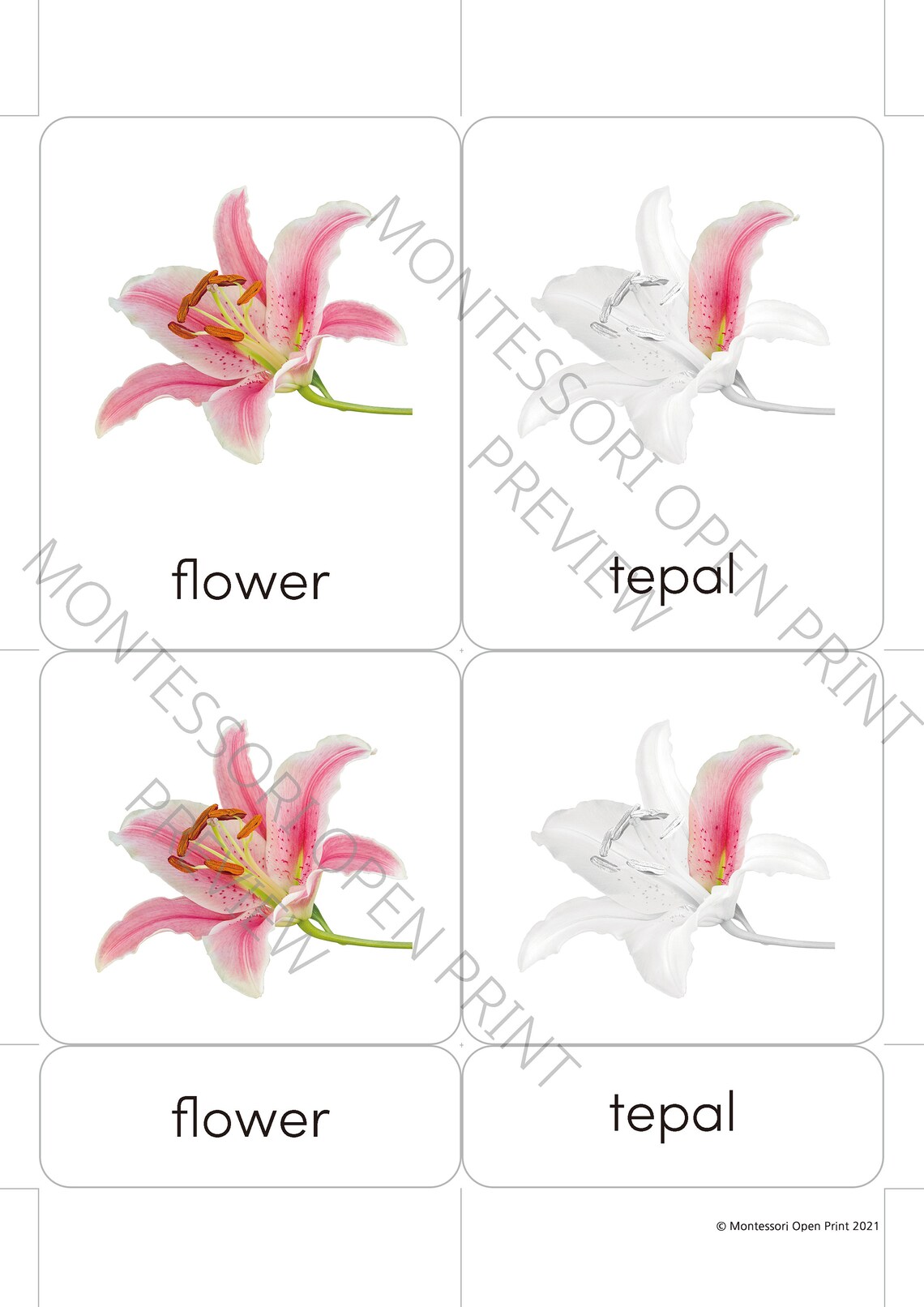 Montessori 3 Part Cards Parts of a Monocot Flower - Etsy