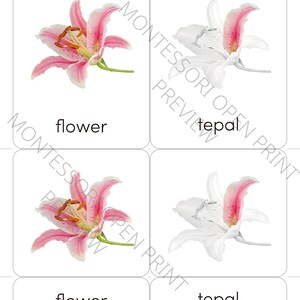 Montessori 3 Part Cards Parts of a Monocot Flower - Etsy