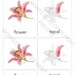 Montessori 3 Part Cards Parts of a Monocot Flower - Etsy