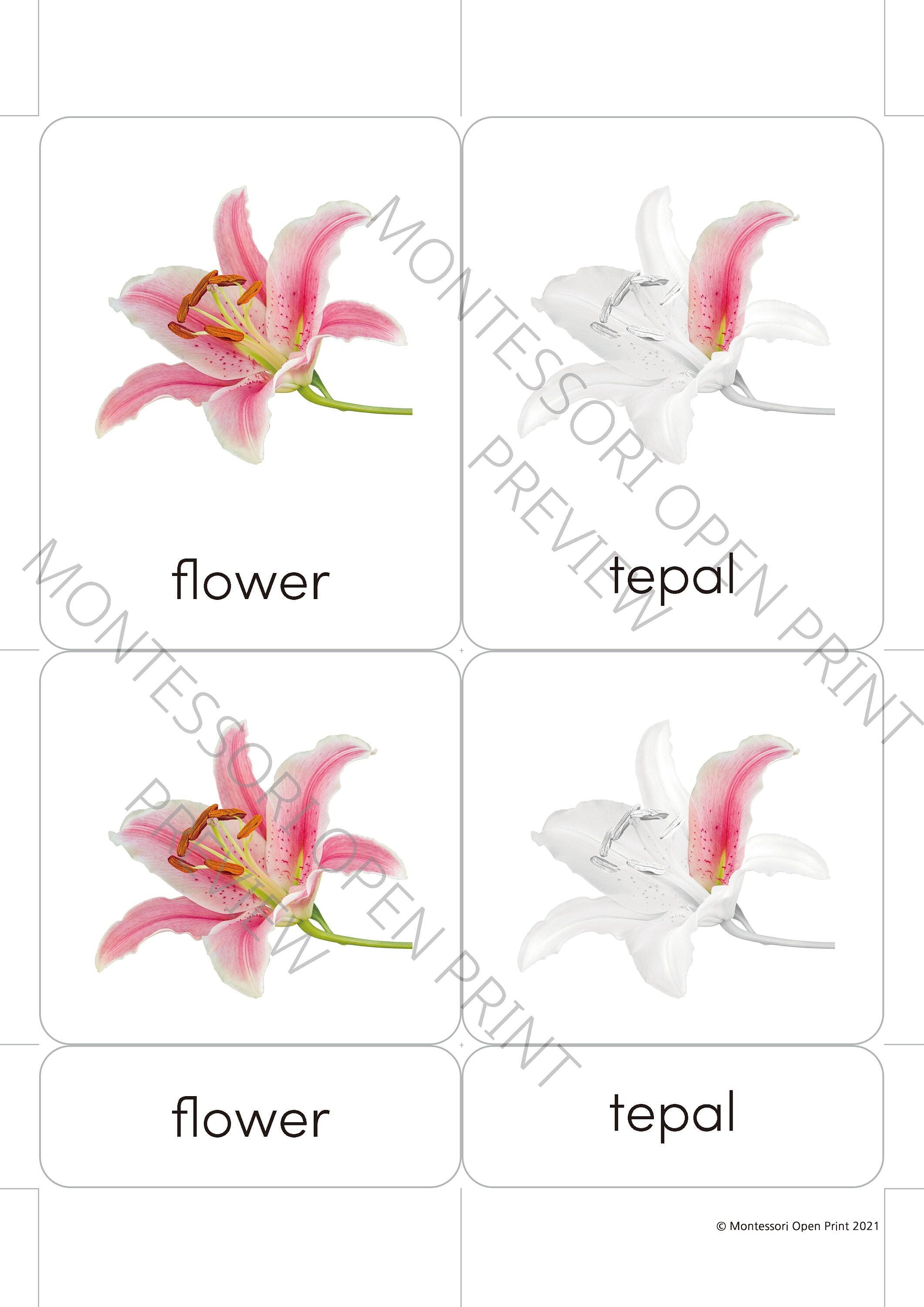 Montessori 3 Part Cards Parts of a Monocot Flower - Etsy