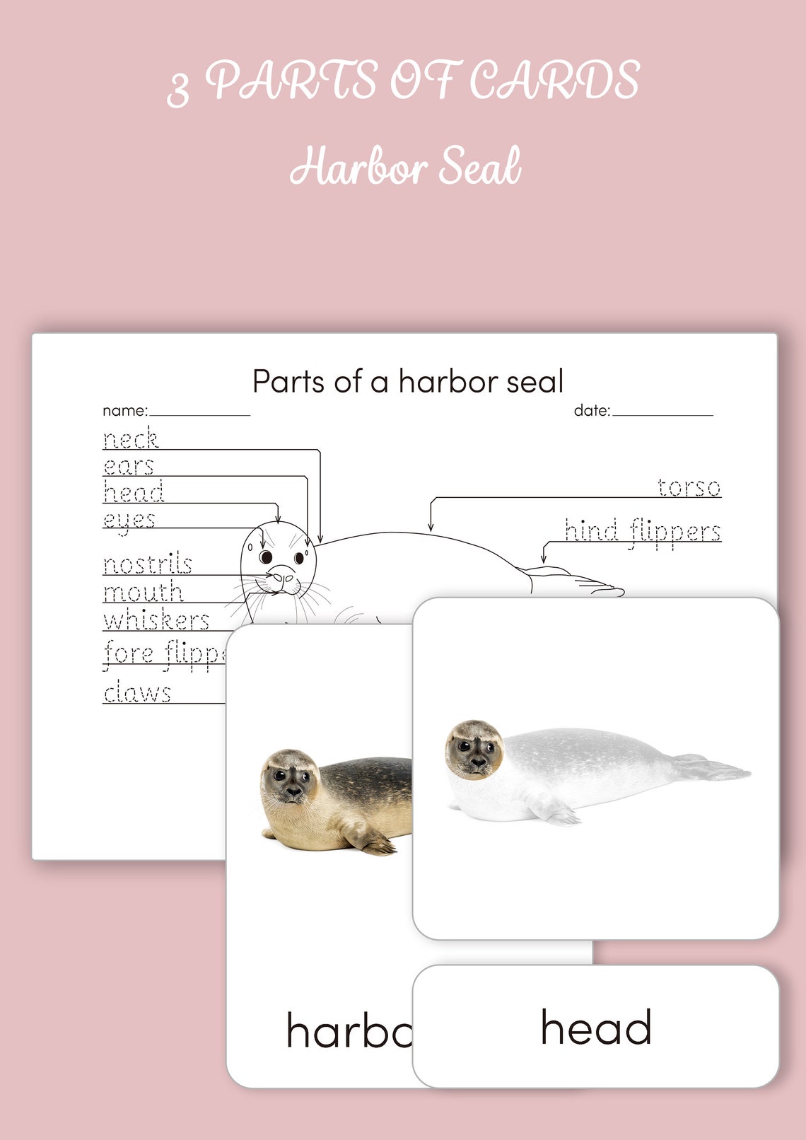 Montessori 3 Part Cards Parts of a Harbor Seal - Etsy
