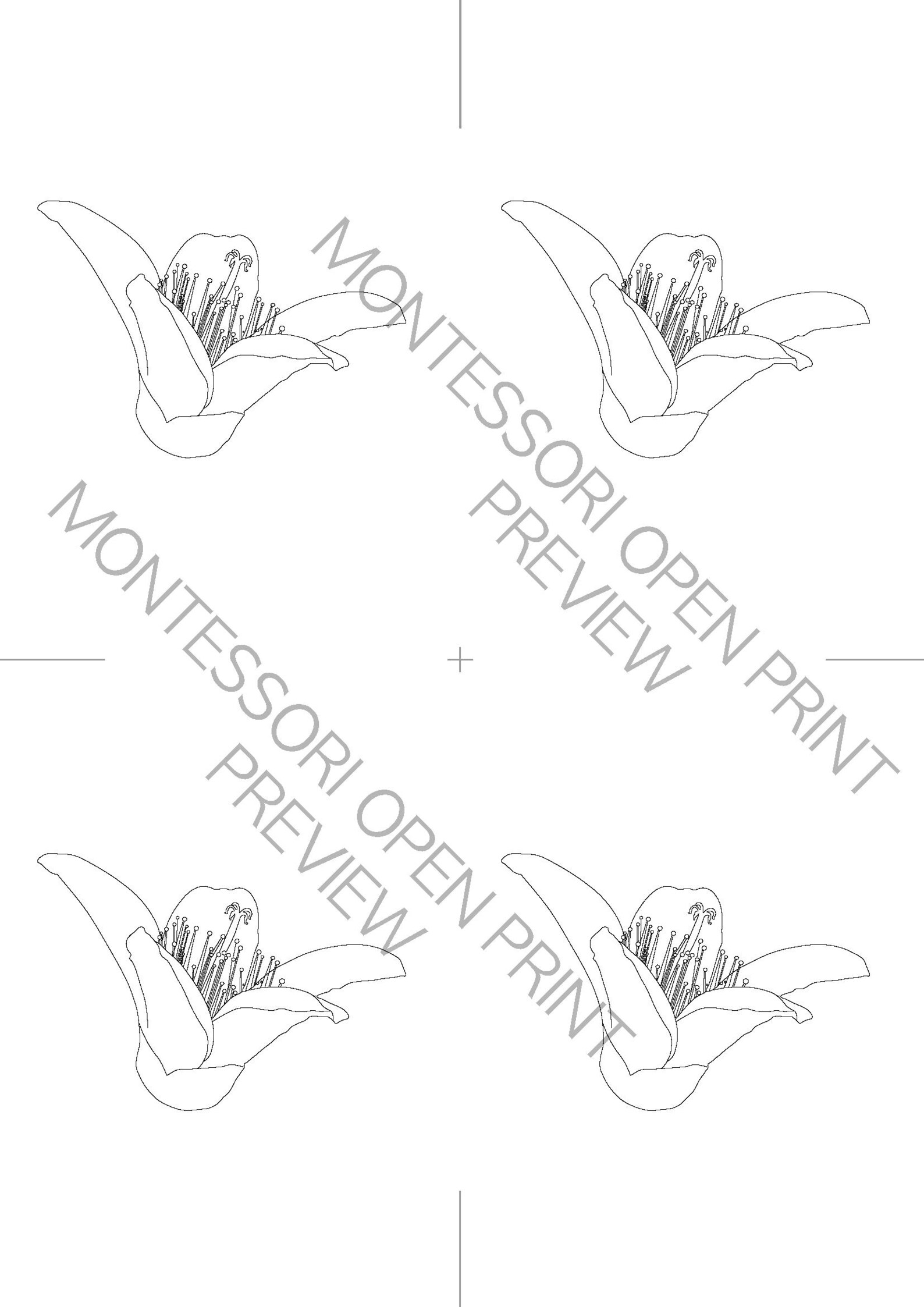 Montessori 3 Part Cards and Definitions Parts of the Dicot Flower - Etsy