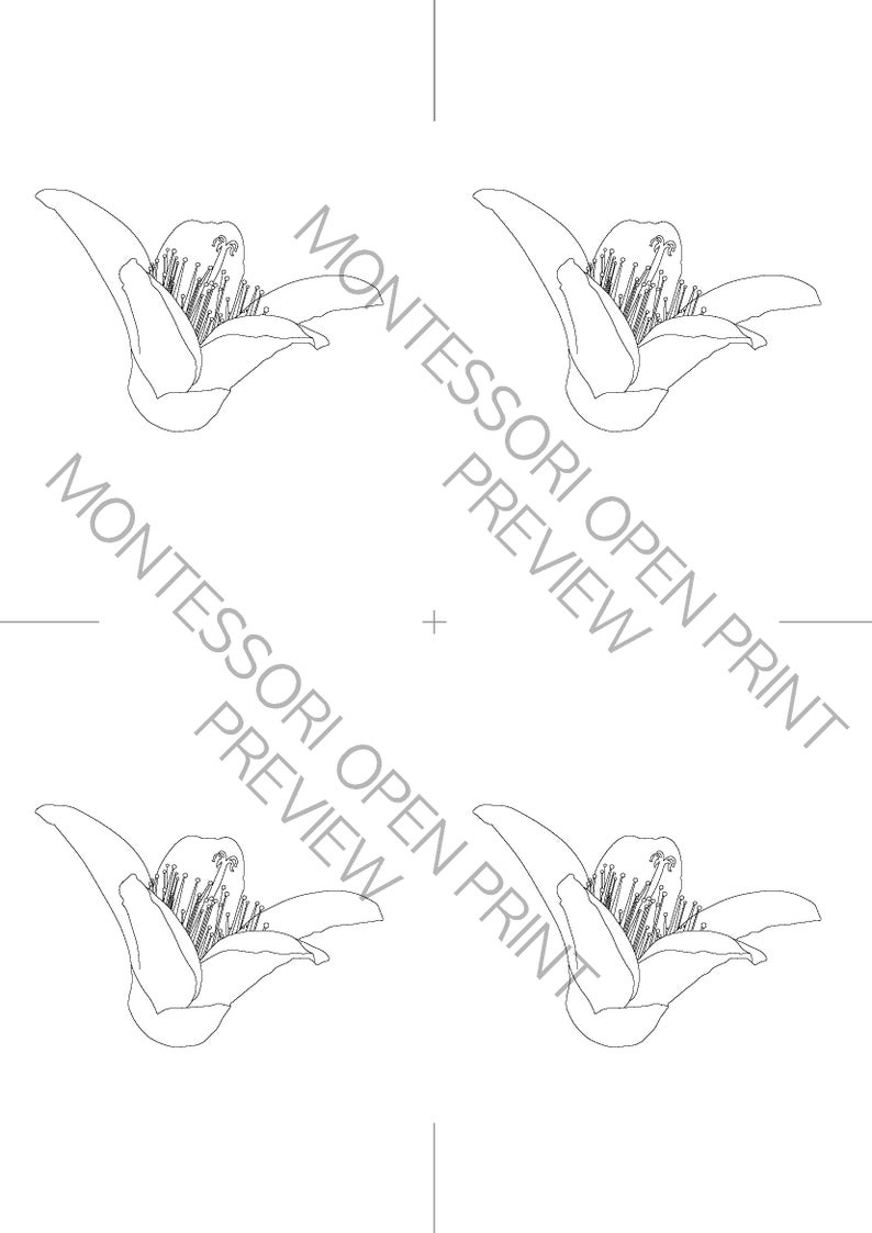 Montessori 3 Part Cards and Definitions Parts of the Dicot Flower - Etsy