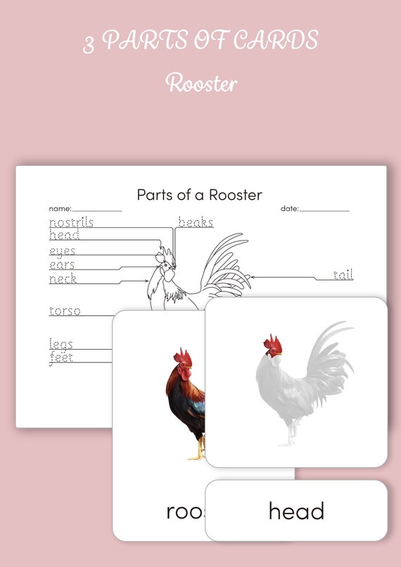 Montessori 3 Part Cards Parts of a Rooster - Etsy