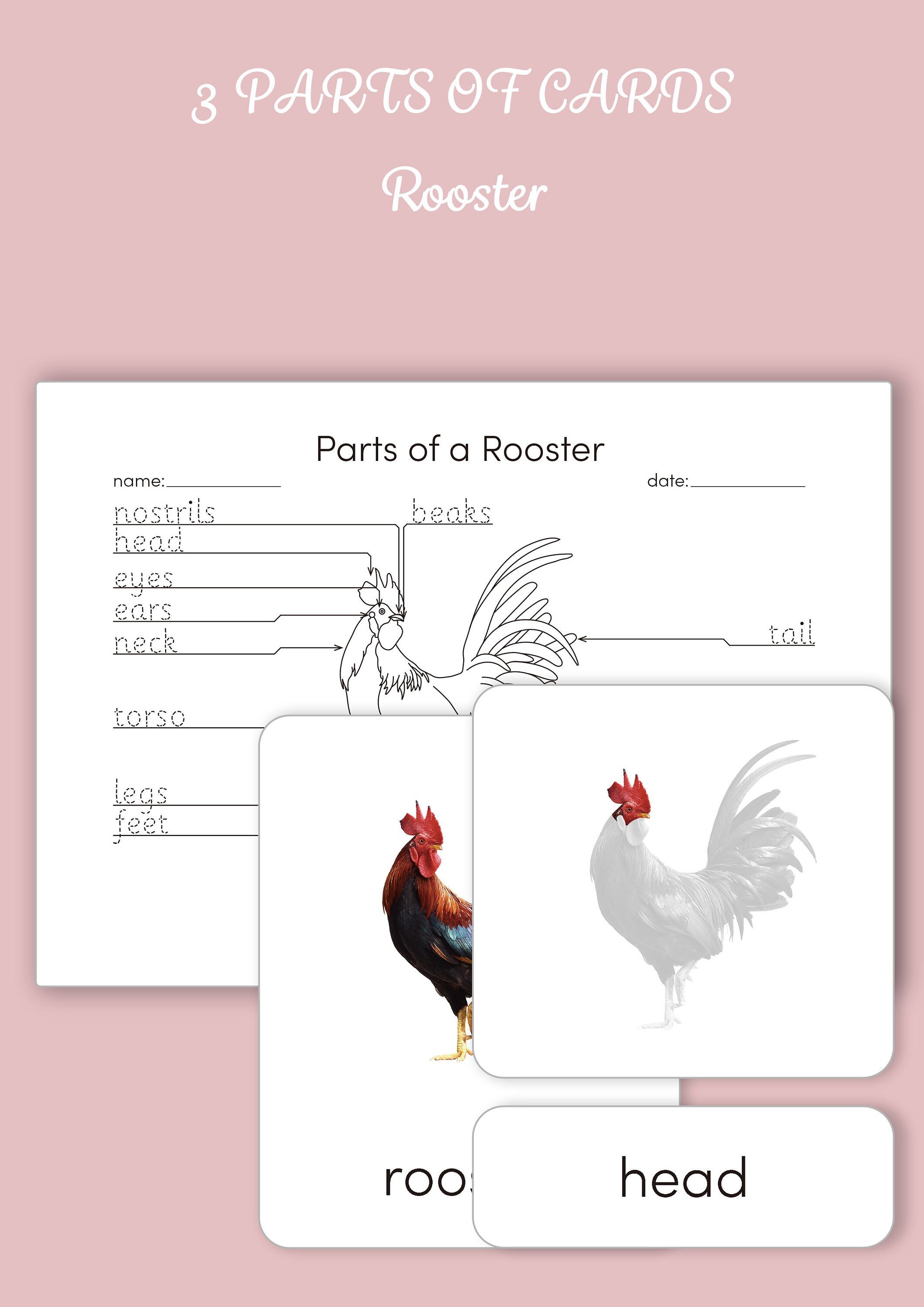 Montessori 3 Part Cards Parts of a Rooster - Etsy