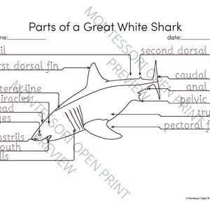 Montessori 3 Part Cards Parts of a Great White Shark - Etsy
