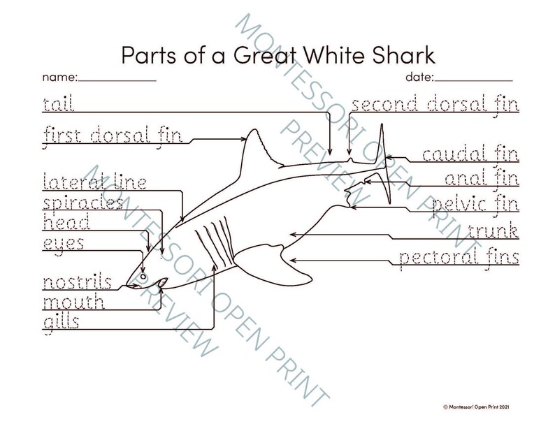 Montessori 3 Part Cards Parts of a Great White Shark - Etsy