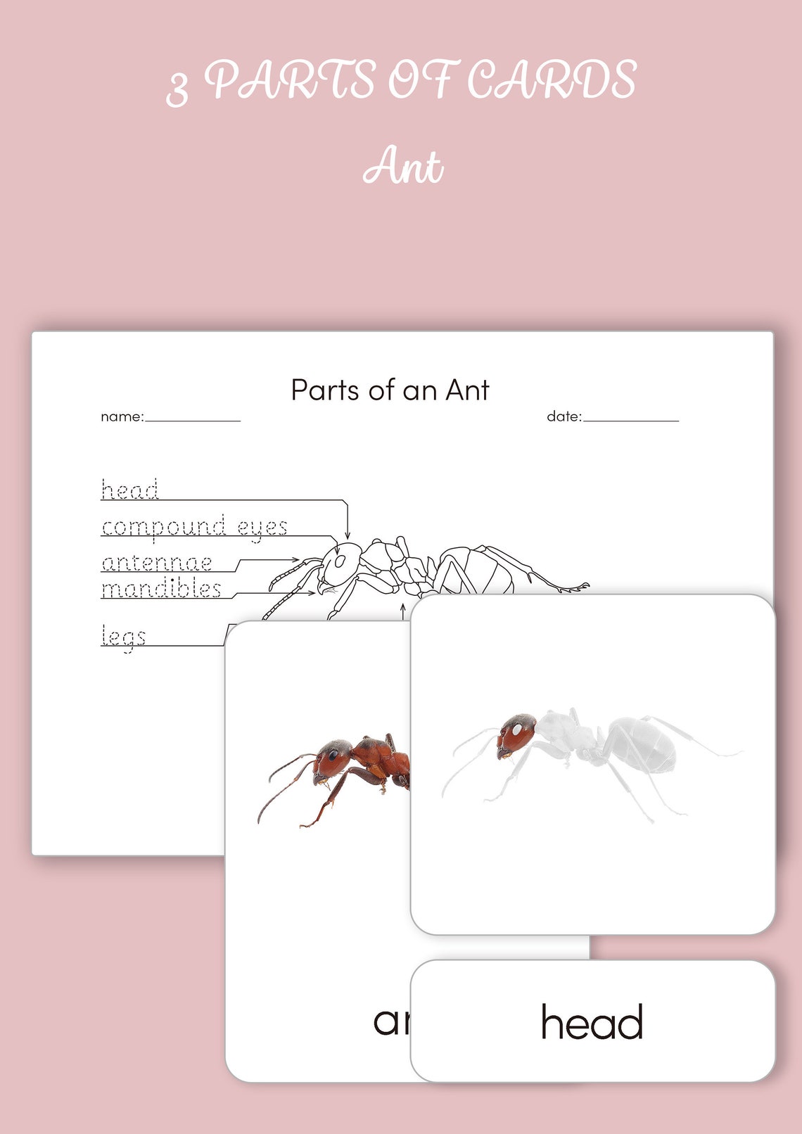 Montessori 3 Part Cards- Parts of an Ant - Etsy