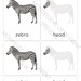 Montessori 3 Part Cards Parts of a Zebra - Etsy