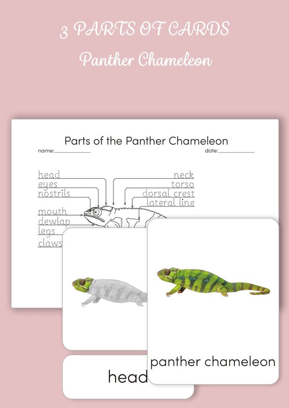 Panther Chameleon Life Expectancy