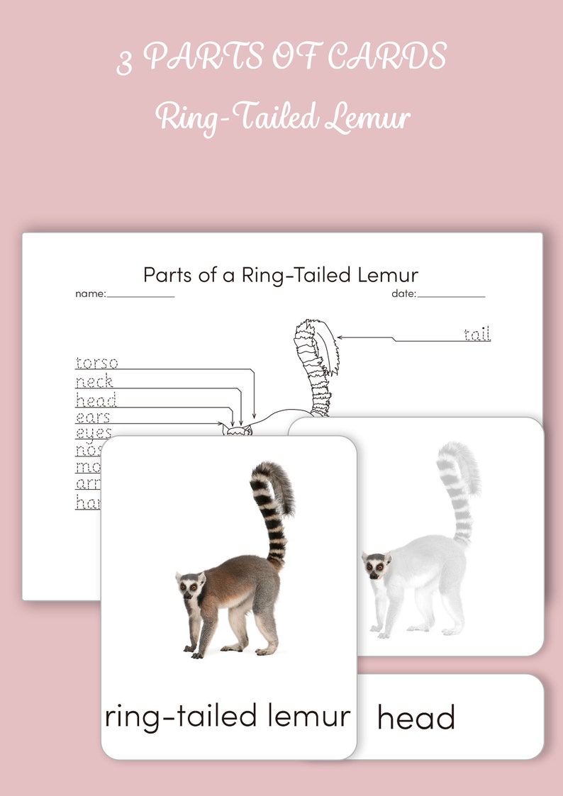Montessori 3 Part Cards Parts of a Ring-tailed Lemur - Etsy
