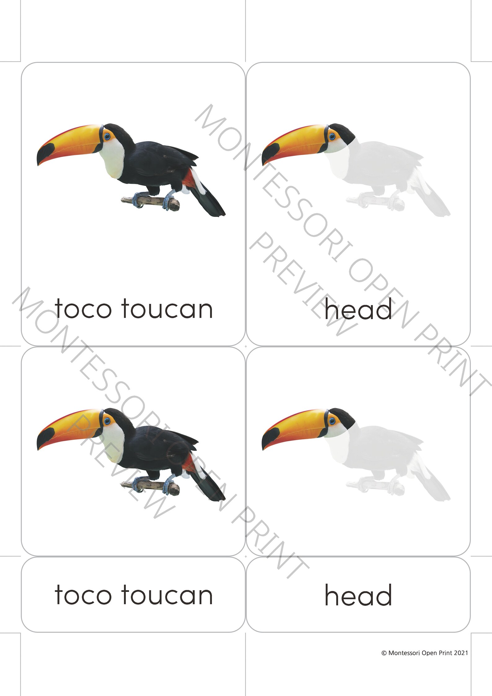 Montessori 3 Part Cards Parts of a Toco Toucan - Etsy
