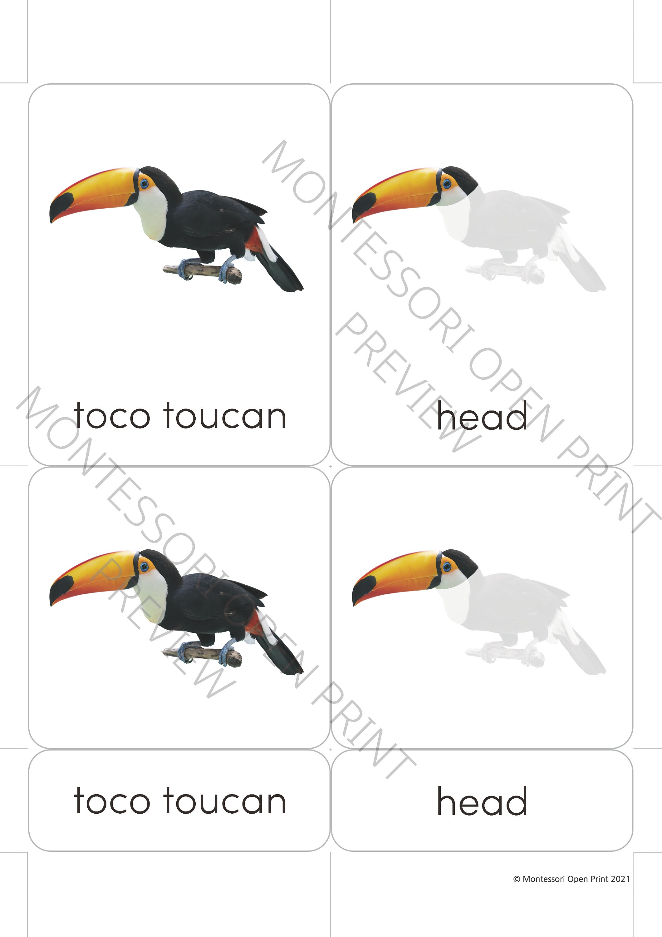 Montessori 3 Part Cards Parts of a Toco Toucan - Etsy