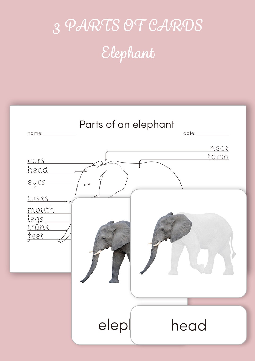 Montessori 3 Part Cards Parts of an Elephant - Etsy