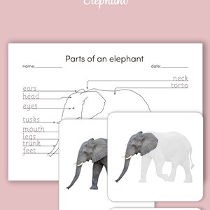 Montessori 3 Part Cards Parts of an Elephant - Etsy