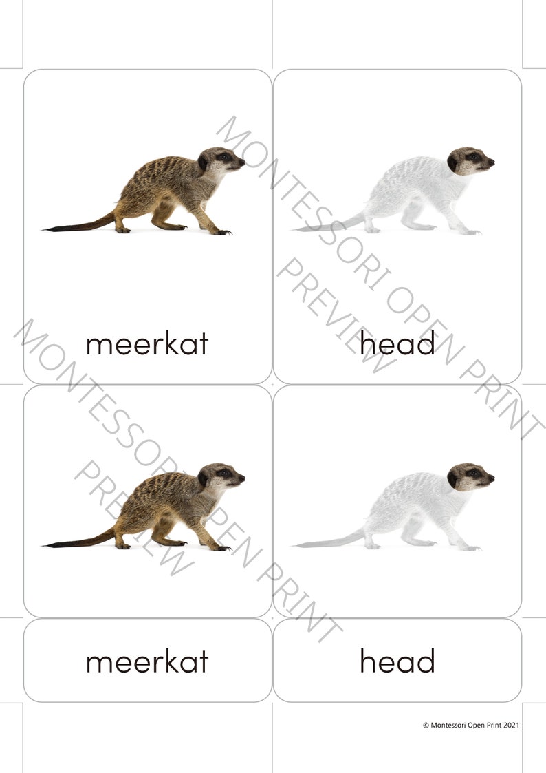 Montessori 3 Part Cards- Parts of a Meerkat - Etsy