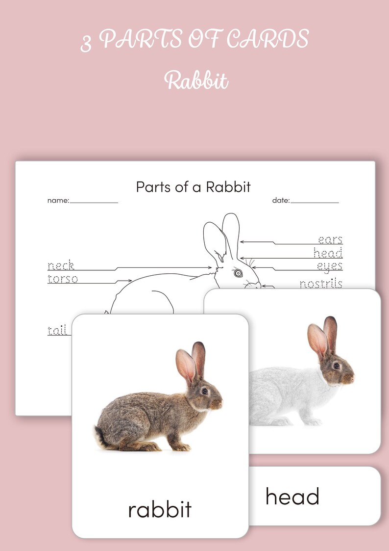 Montessori 3 Part Cards Parts of a Rabbit - Etsy Canada