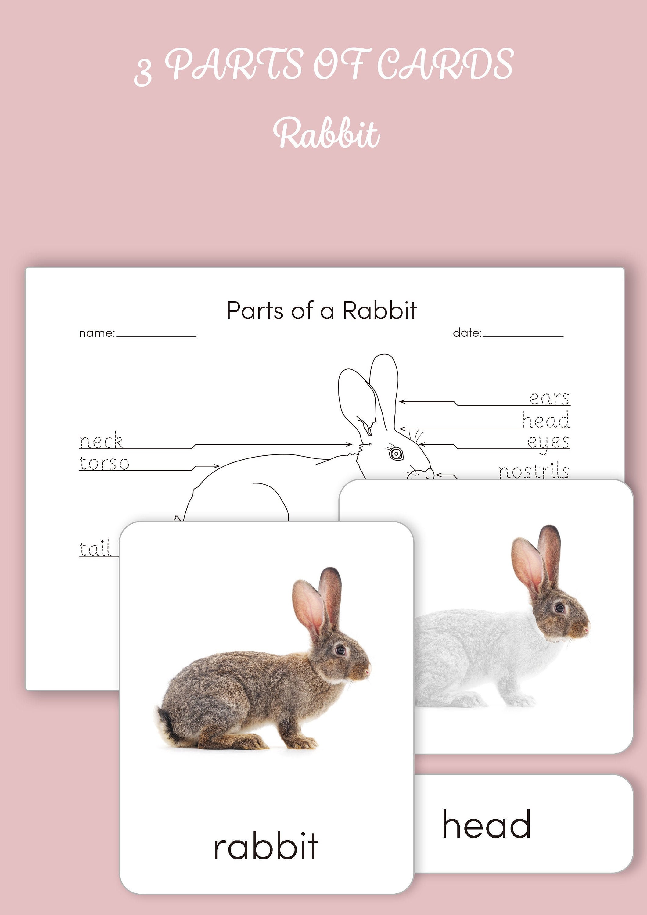 Montessori 3 Part Cards Parts of a Rabbit - Etsy