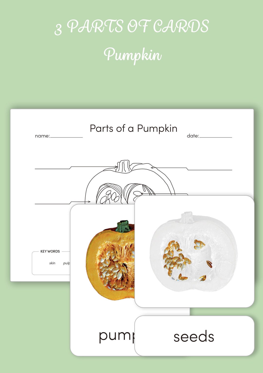 Montessori 3 Part Cards Parts of a Pumpkin - Etsy