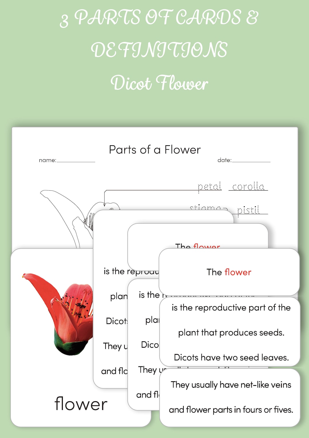 Montessori 3 Part Cards and Definitions Parts of the Dicot Flower - Etsy