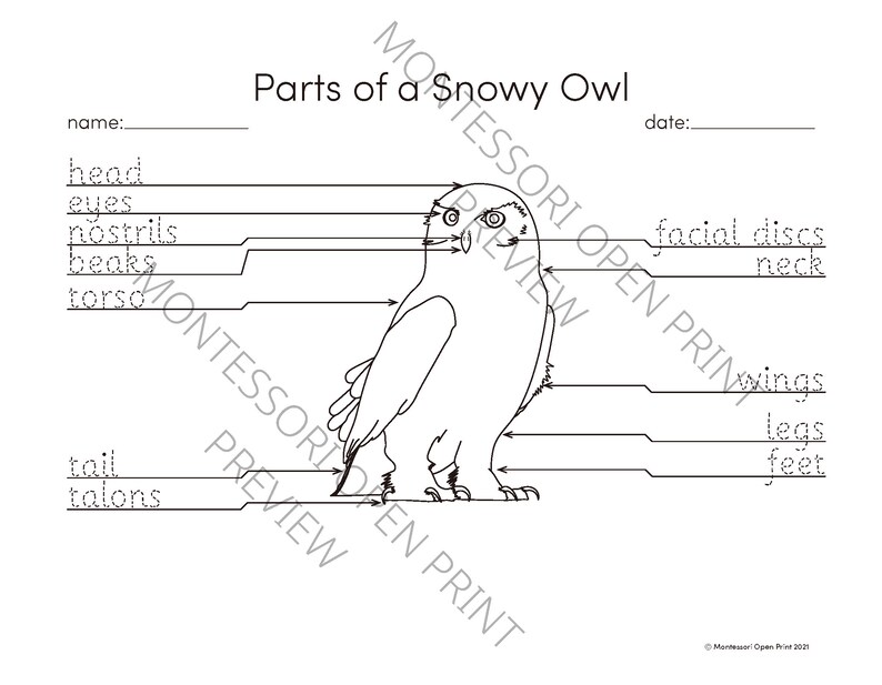 Montessori 3 Part Cards Parts of a Snowy Owl - Etsy