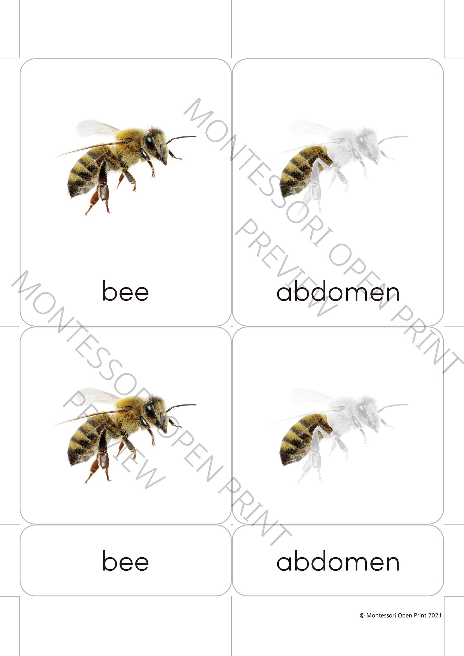 Montessori 3 Part Cards Parts of a Bee - Etsy