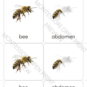 Montessori 3 Part Cards Parts of a Bee - Etsy