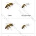 Montessori 3 Part Cards Parts of a Bee - Etsy