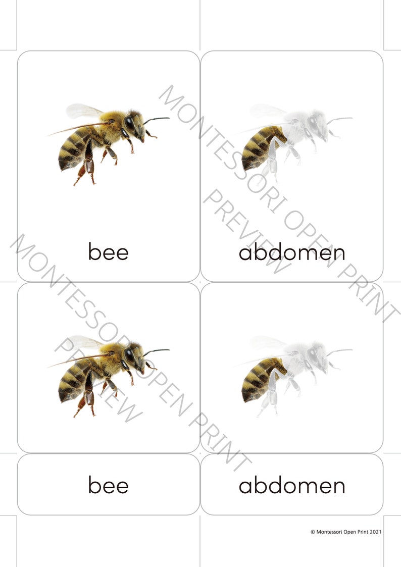 Montessori 3 Part Cards Parts of a Bee - Etsy