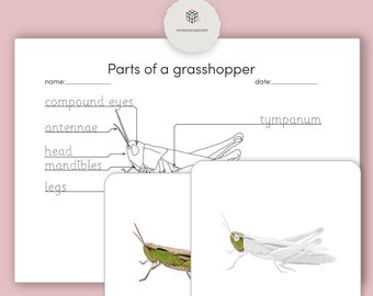 Parts of a Grasshopper Nomenclature 3-part Cards Montessori Zoology ...