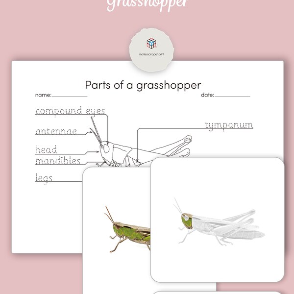 Grasshopper - Etsy