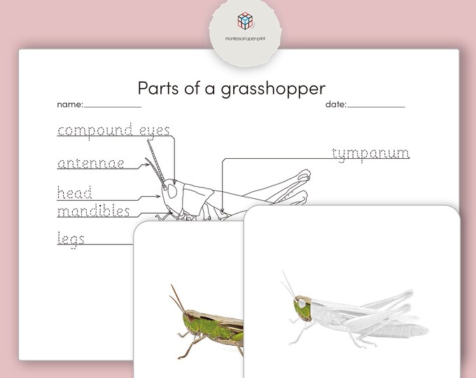 Parts of a Grasshopper Nomenclature Book Montessori Zoology Printable ...