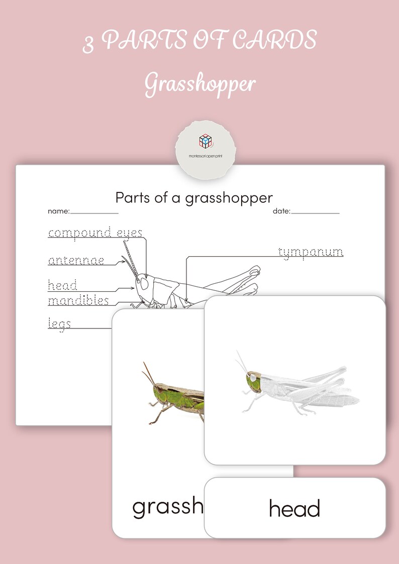 Montessori 3 Part Cards Parts of a Grasshopper - Etsy