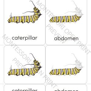 Montessori 3 Part Cards- Parts of a Caterpillar - Etsy