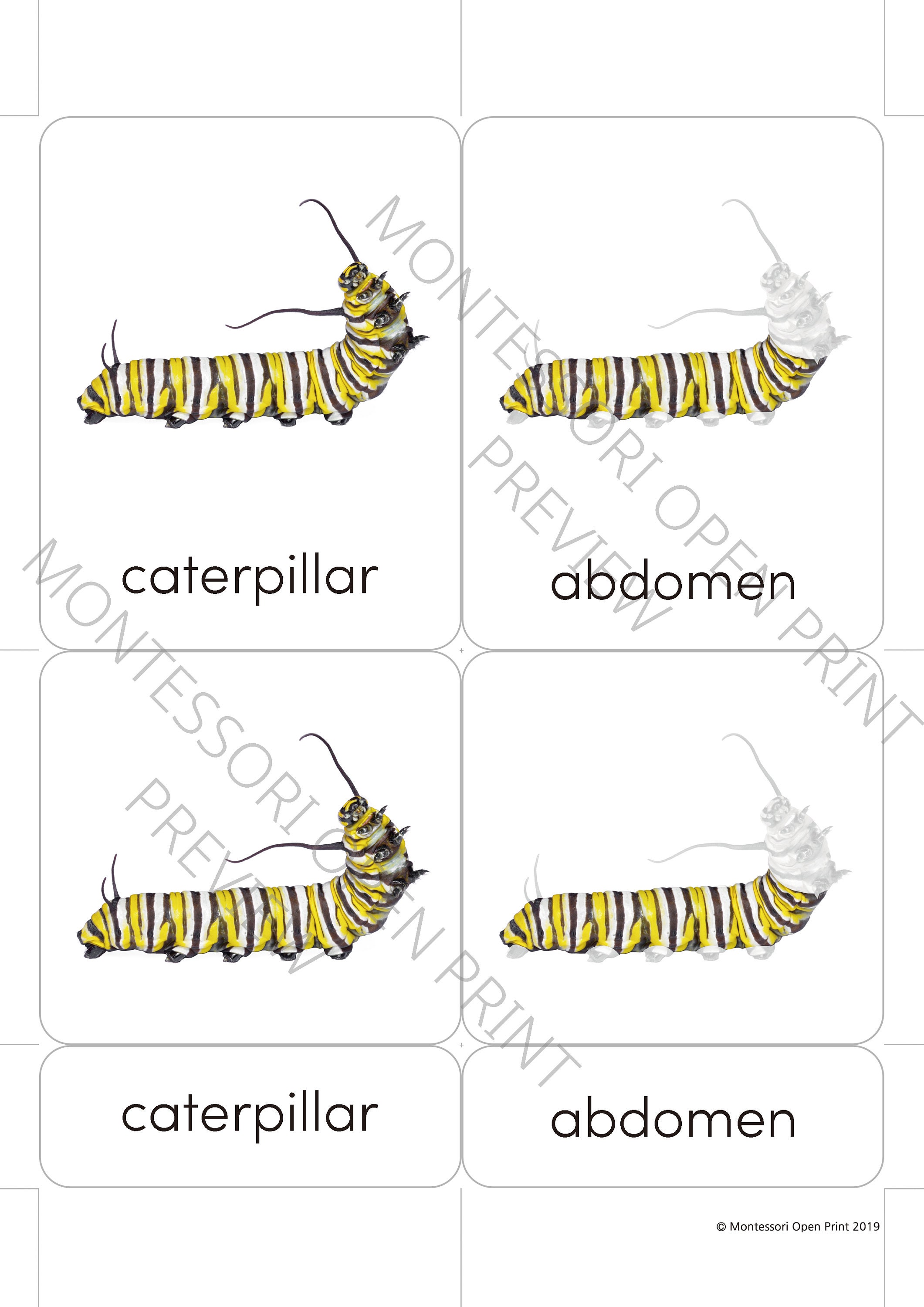 Montessori 3 Part Cards- Parts of a Caterpillar - Etsy