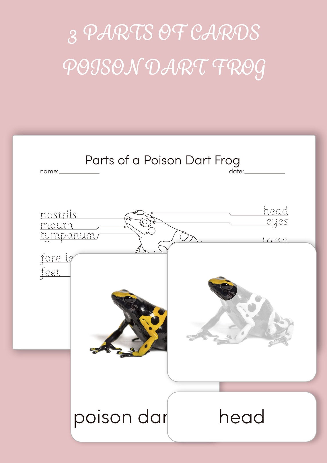 Montessori 3 Part Cards Parts of a Poison Dart Frog - Etsy